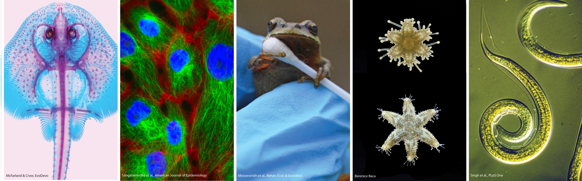 Department of Biology | San Francisco State University | College of ...